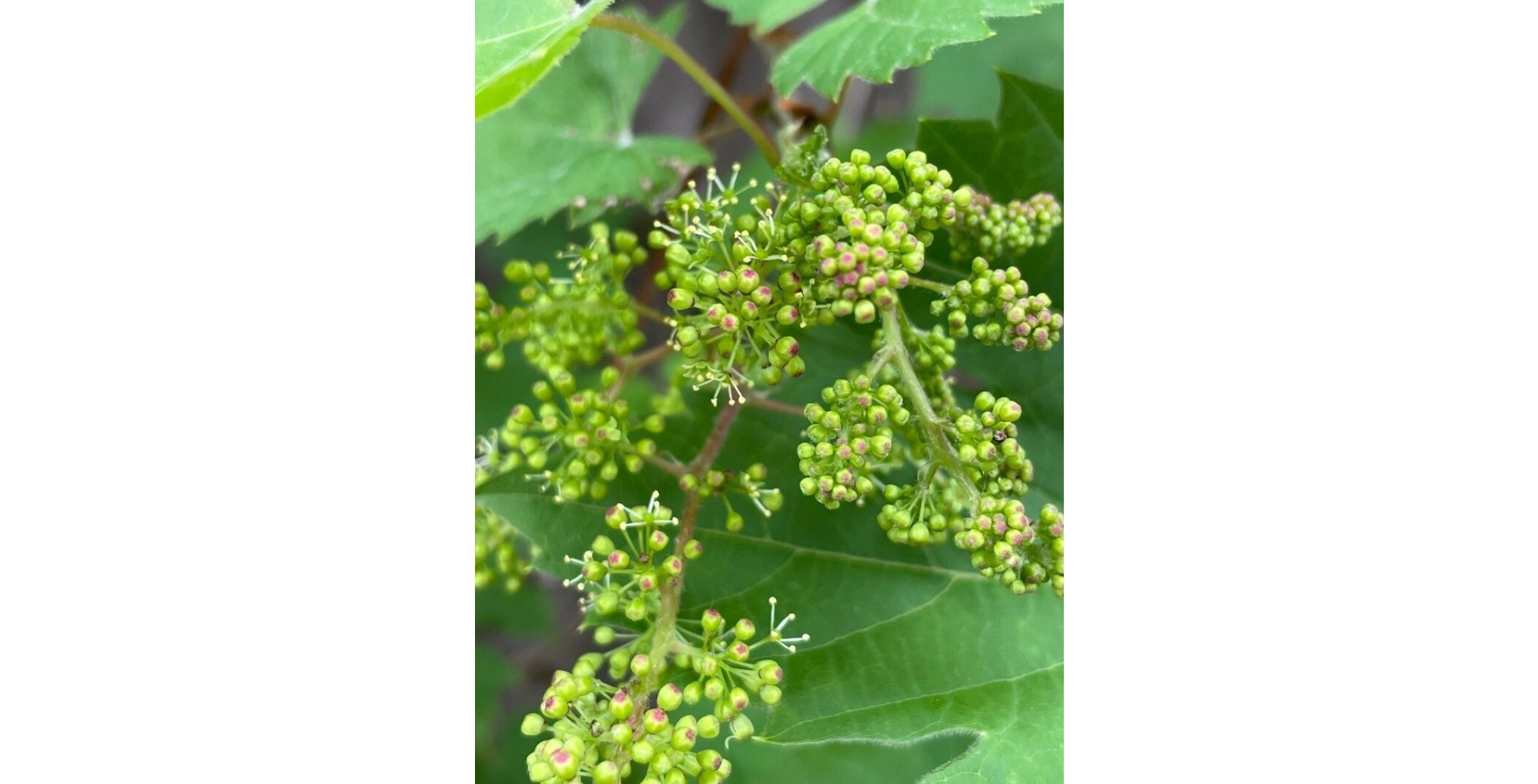 Aralia racemosa / Indian spikenard – Paleo Foraging
