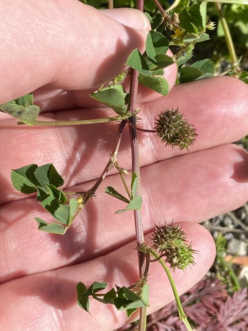 Medicago polymorpha / Burclover – Paleo Foraging