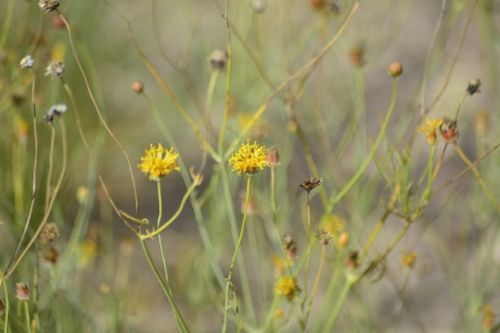 Thelesperma megapotamicum / Hopi tea greenthread – Paleo Foraging