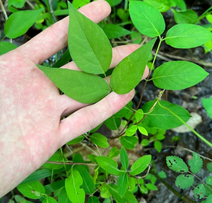Apios americana / Indian potato – Paleo Foraging