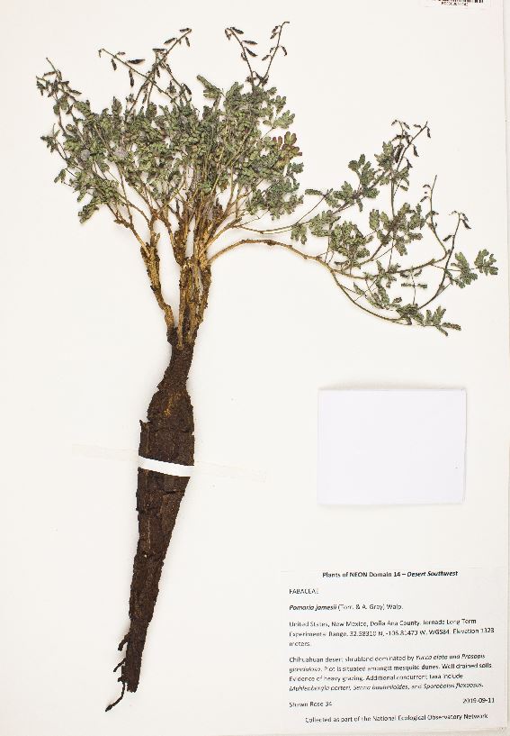 Pomaria jamesii / James’ holdback – Paleo Foraging