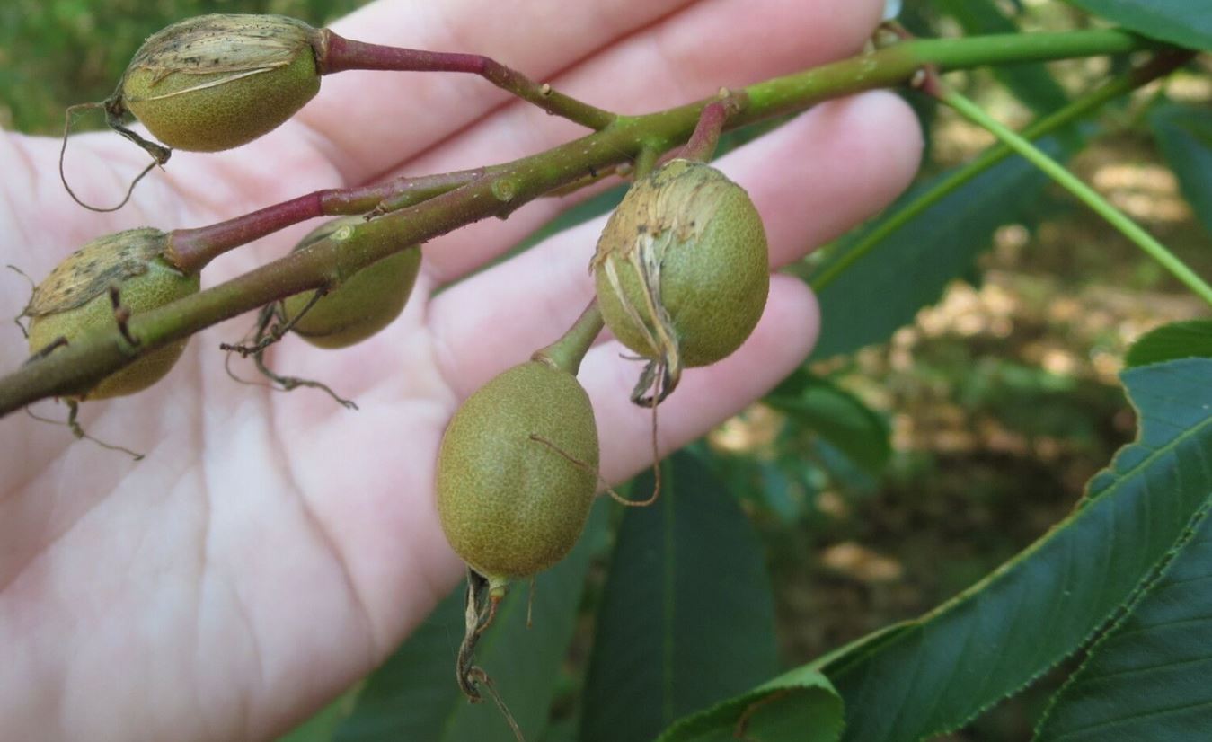 Aesculus pavia / Red buckeye – Paleo Foraging
